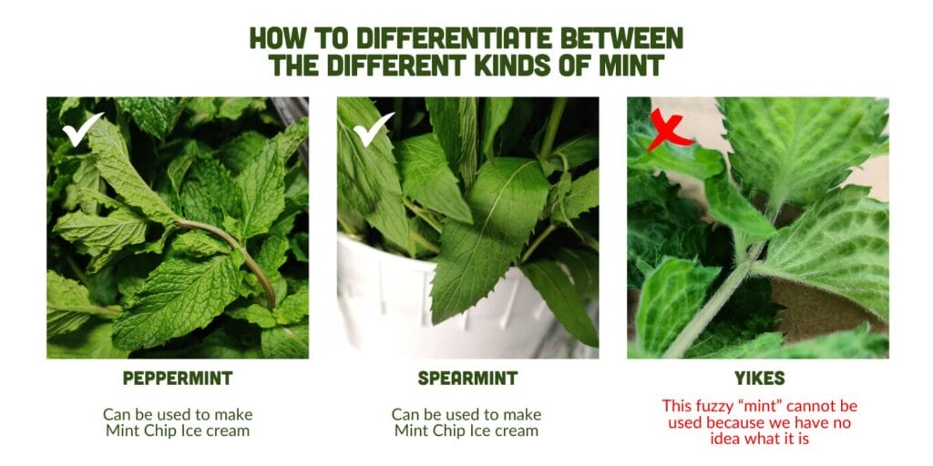 Mint your mint! • The Merry Dairy